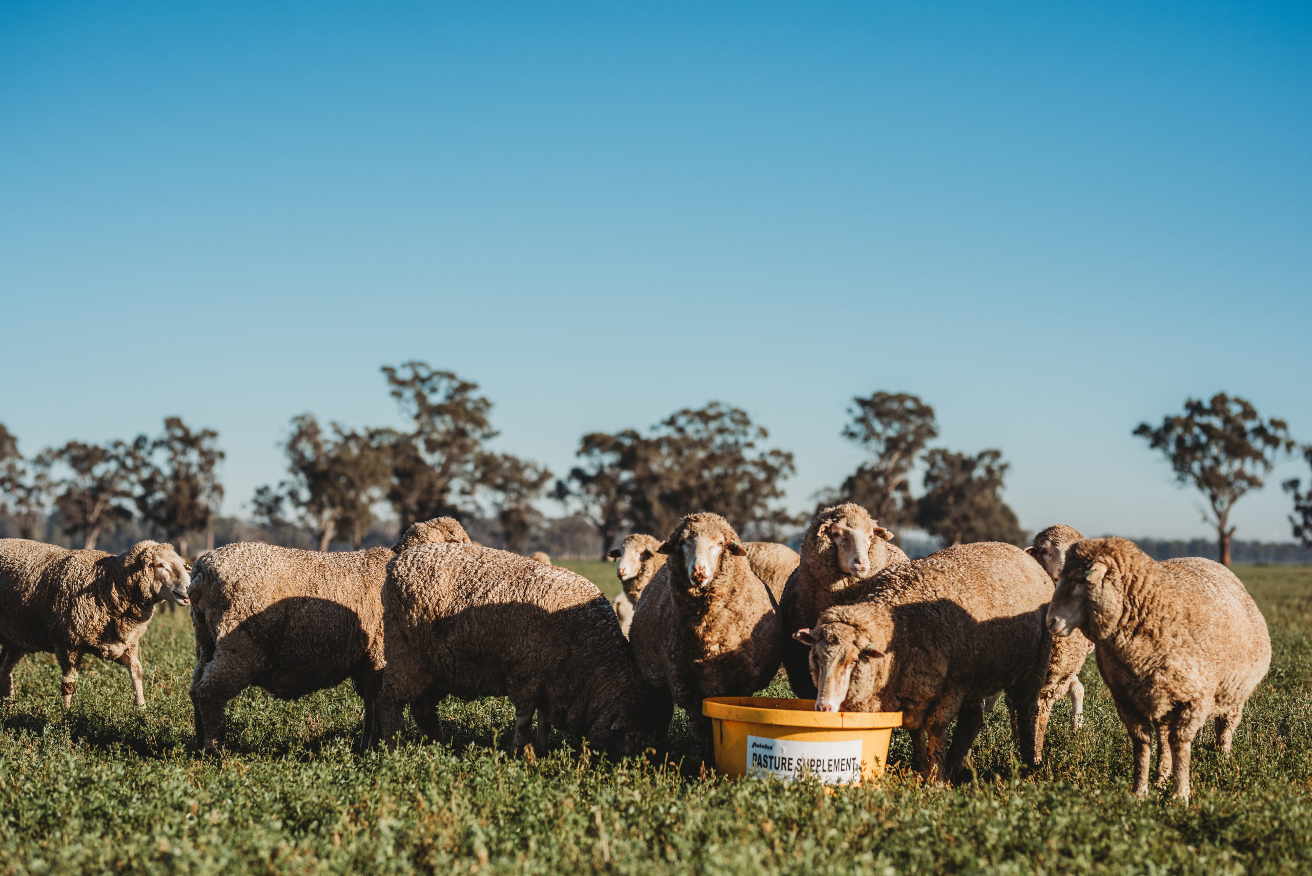 Feeds | GrainCorp | A shared passion.